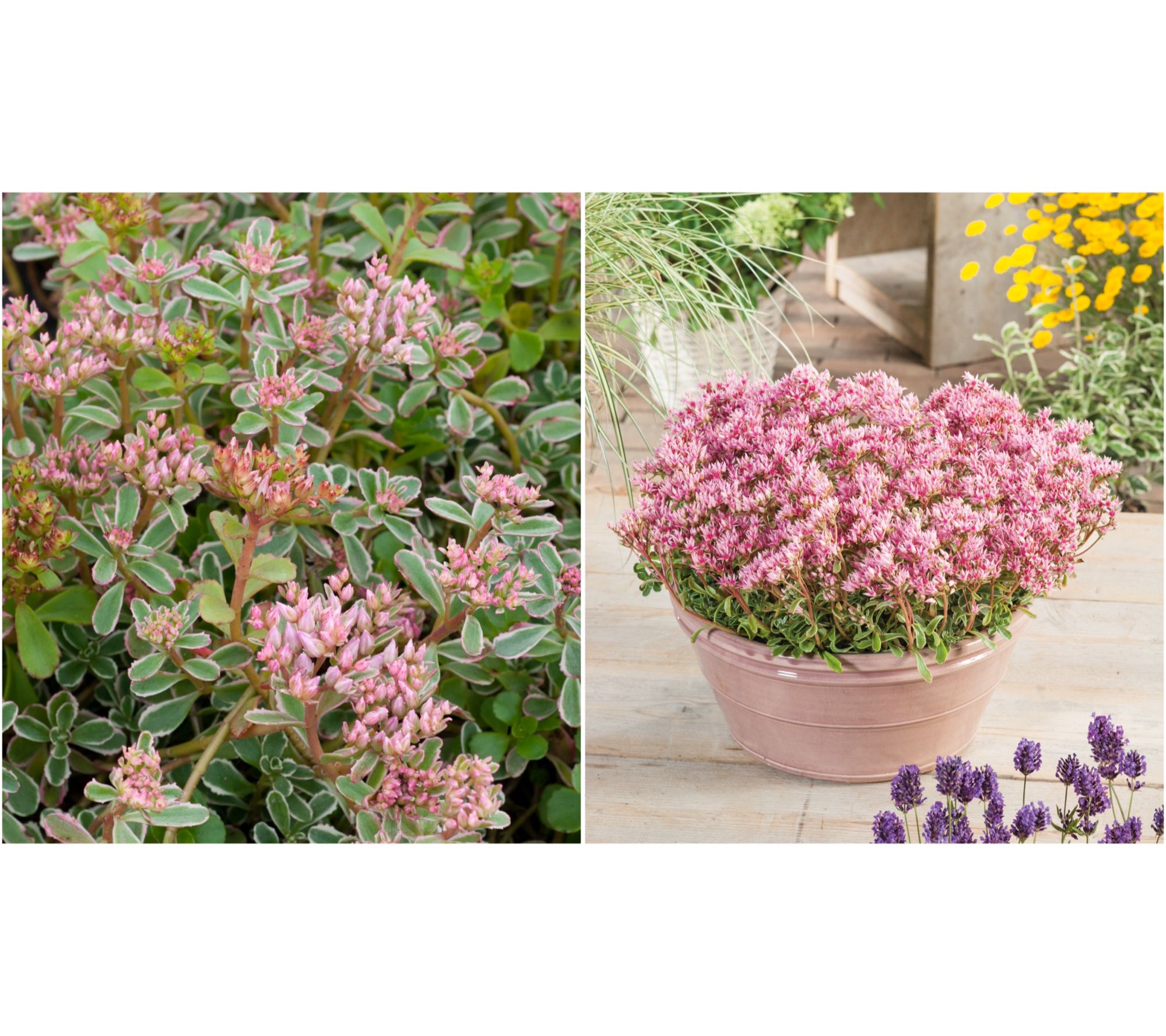 Roberta's 6-Piece Hardy Tri Color Sedum Groundcover Live Plants - QVC.com
