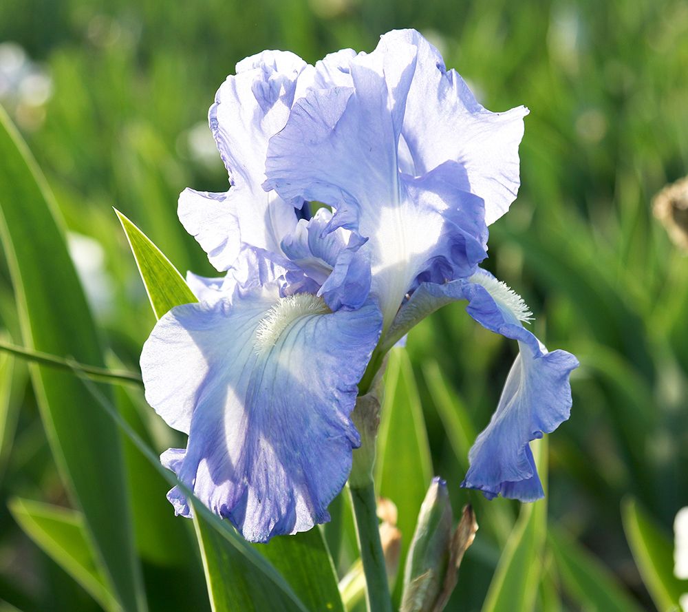 Phillip Watson Designs 3pc Reblooming Bearded Iris Live Plant - QVC.com