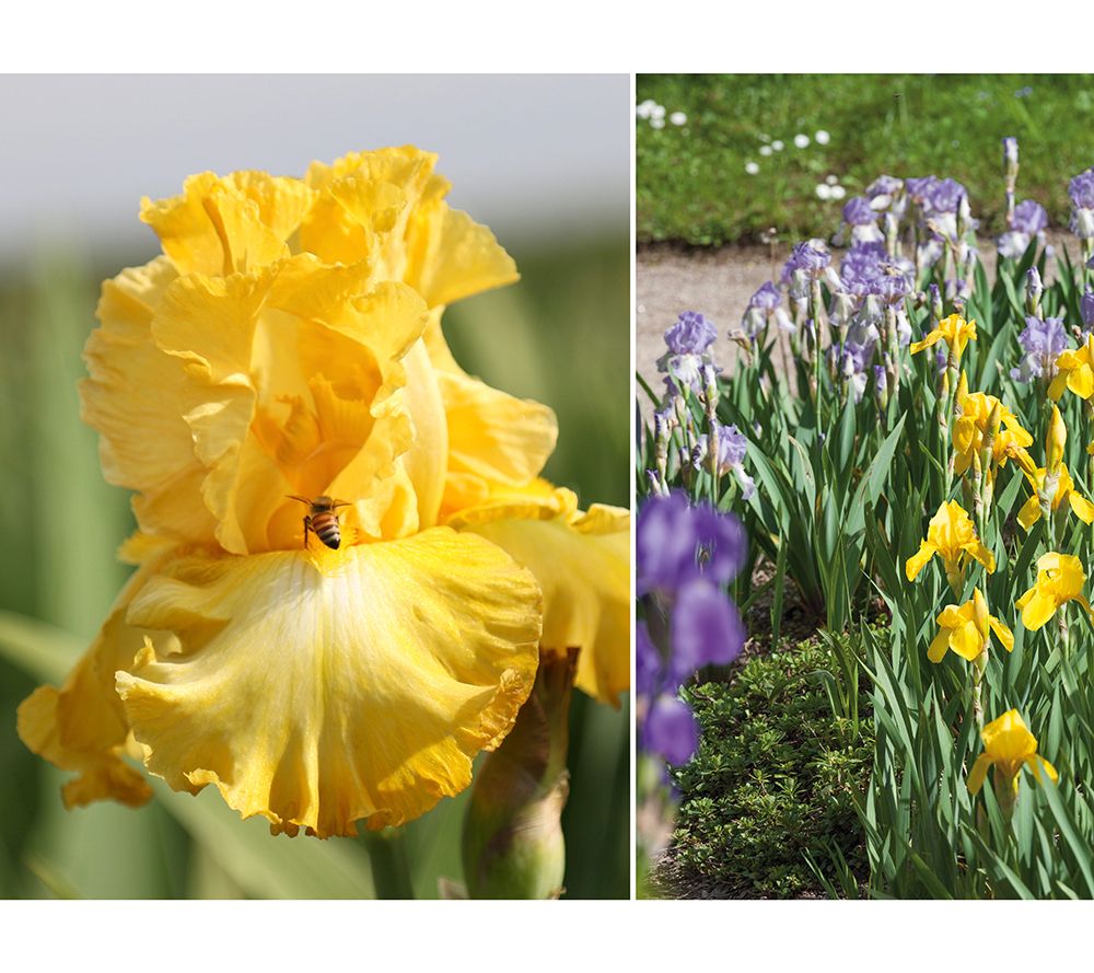 Phillip Watson Designs 3pc Reblooming Bearded Iris Live Plant - QVC.com