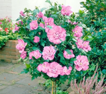 Cottage Farms Blushing Bride Rose of Sharon Hibiscus Tree - Page 1 ...