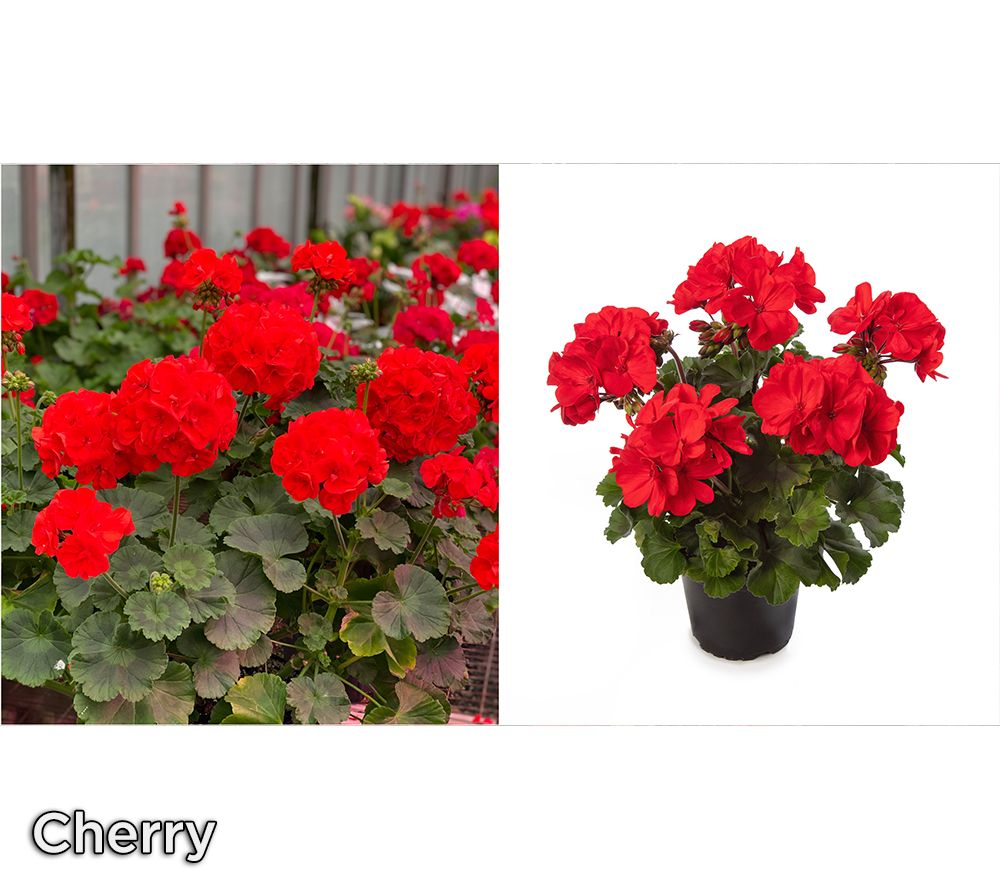 Roberta's 5-Piece Geranium Mojo Series Live Plants - QVC.com