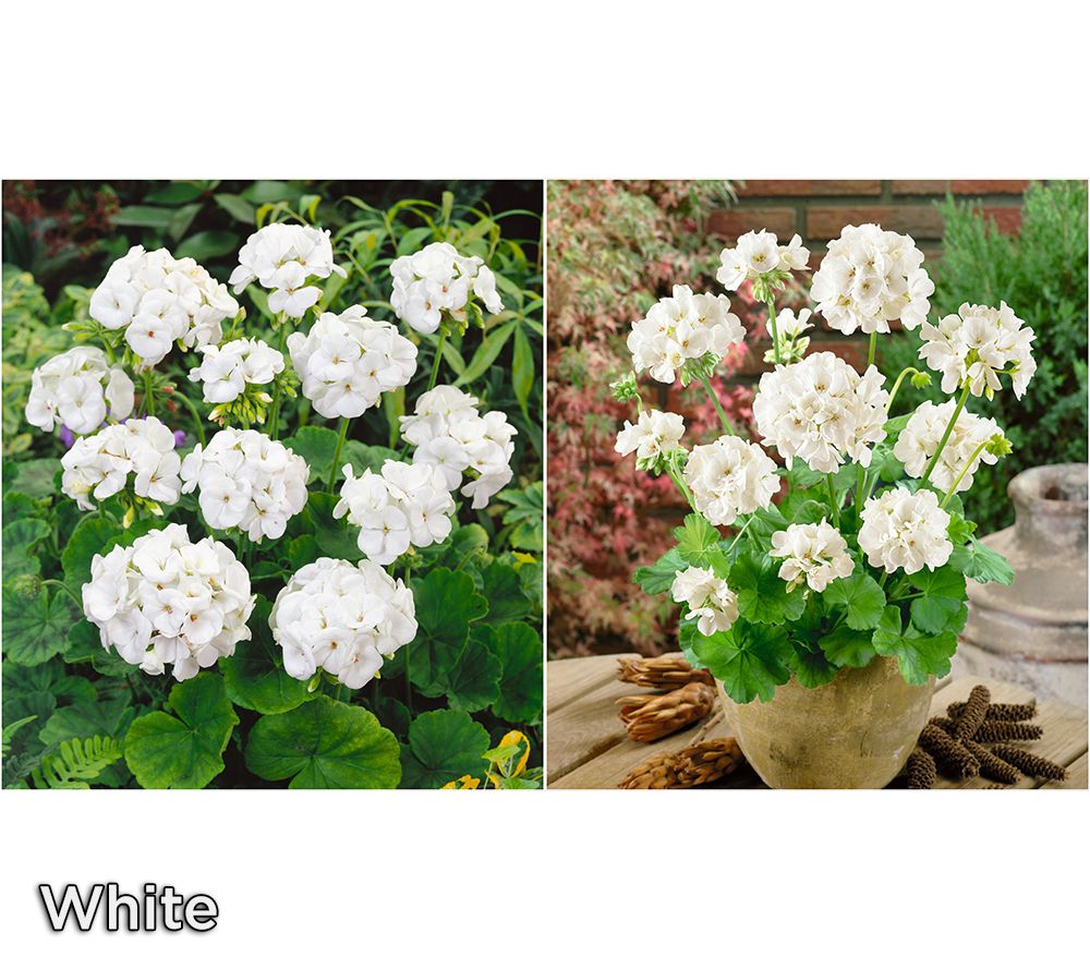 Roberta's 5-Piece Geranium Mojo Series Live Plants - QVC.com