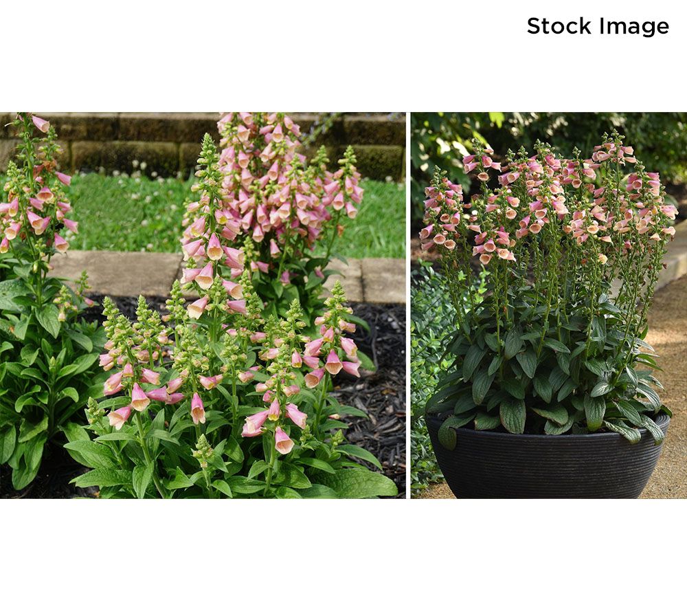 Cottage Farms 2-Piece Arctic Fox Foxglove Duo Live Plants - QVC.com