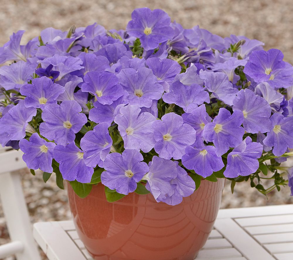 Phillip Watson Designs 3pc Extra Wave Sweet Taffy Petunia Plants - QVC.com