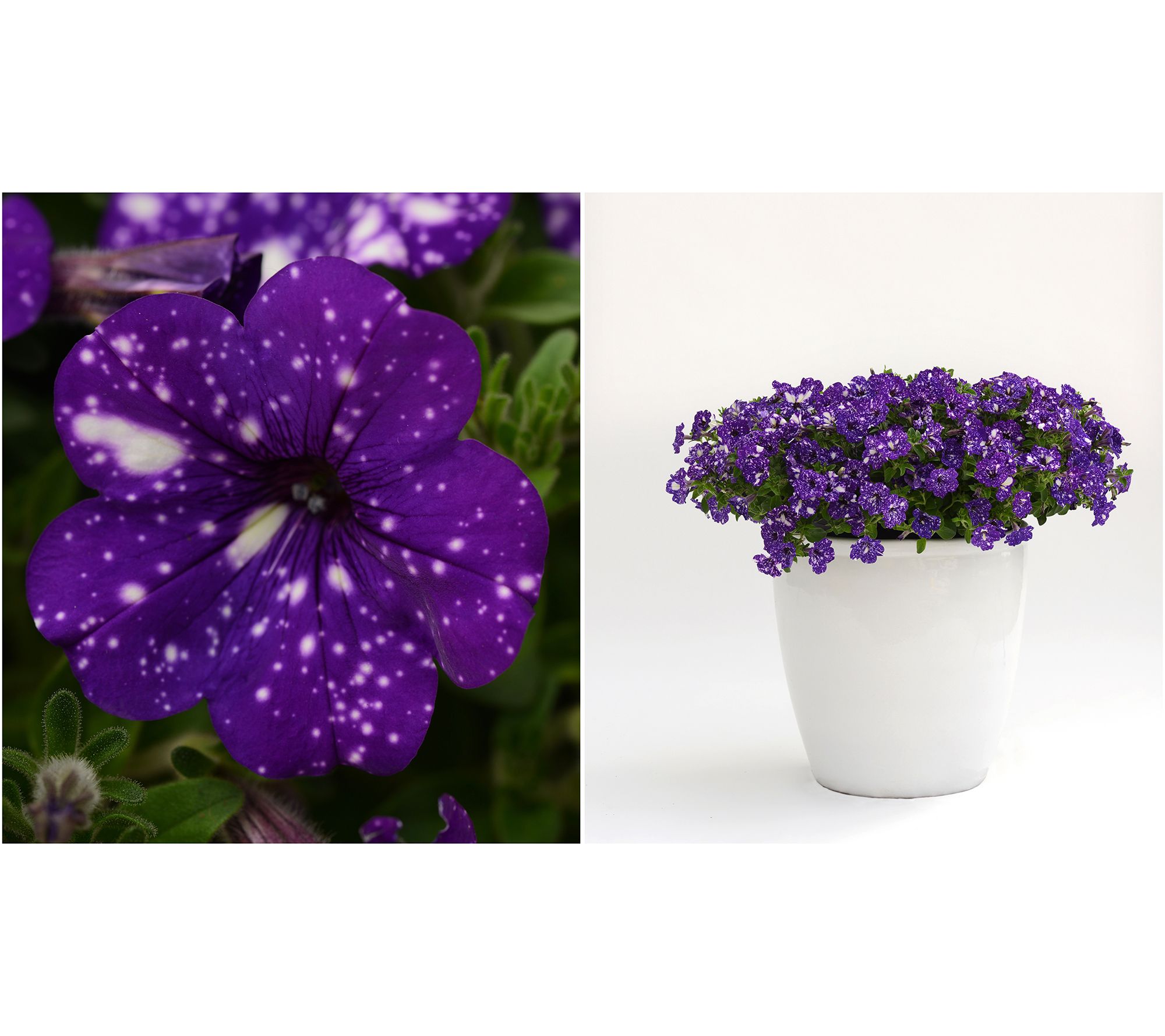 Phillip Watson Designs 9pc Headliner Sky Petunias Live Plants - QVC.com