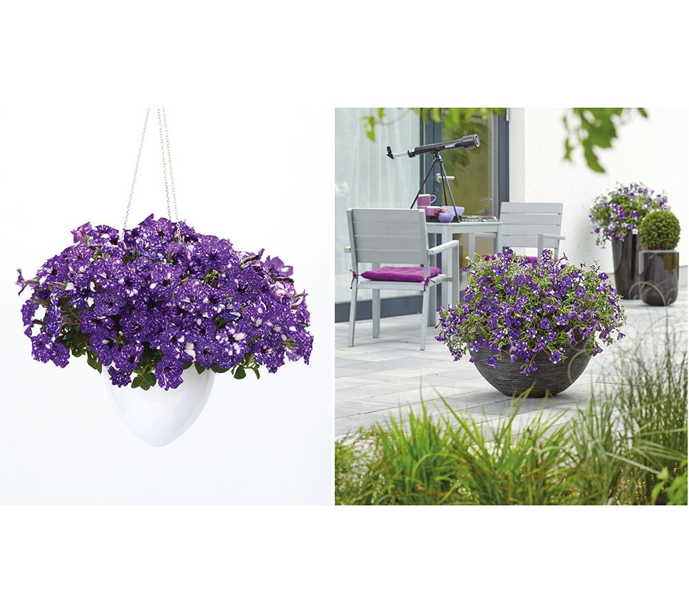 Phillip Watson Designs 9pc Headliner Sky Petunias Live Plants - QVC.com