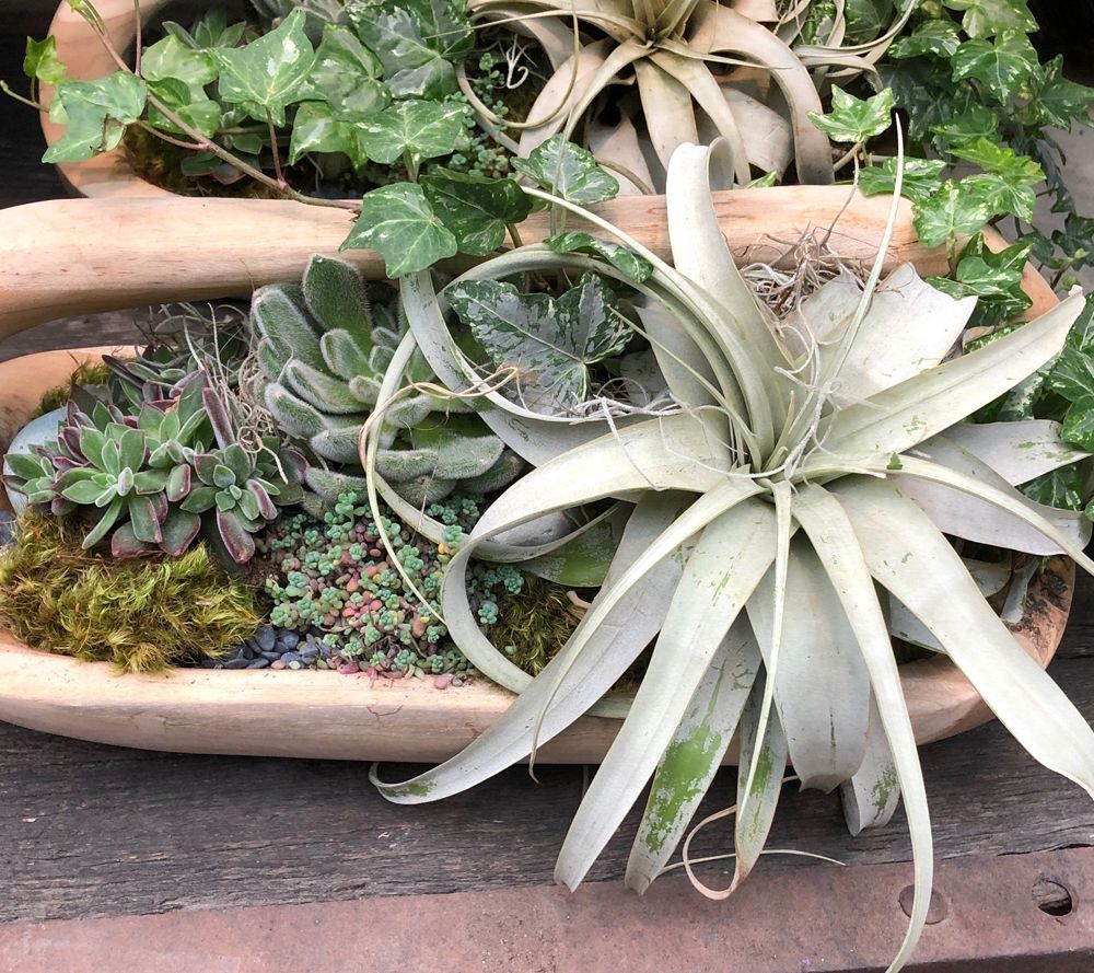 Roberta's 2-Piece Holiday Air Plants with Log Container - QVC.com