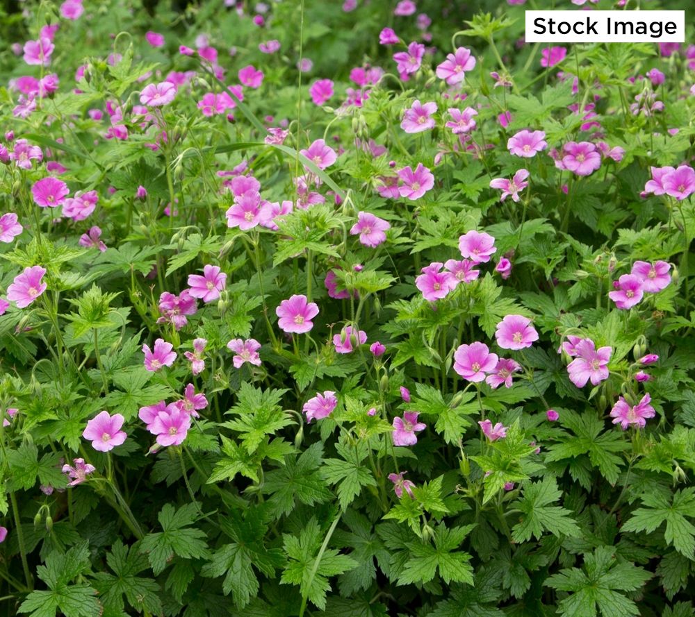 Cottage Farms 3-Piece Pink Carpet Hardy Geraniums Live Plants - QVC.com
