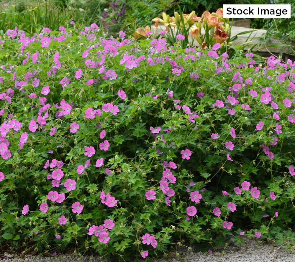 Cottage Farms 3-Piece Pink Carpet Hardy Geraniums Live Plants - QVC.com