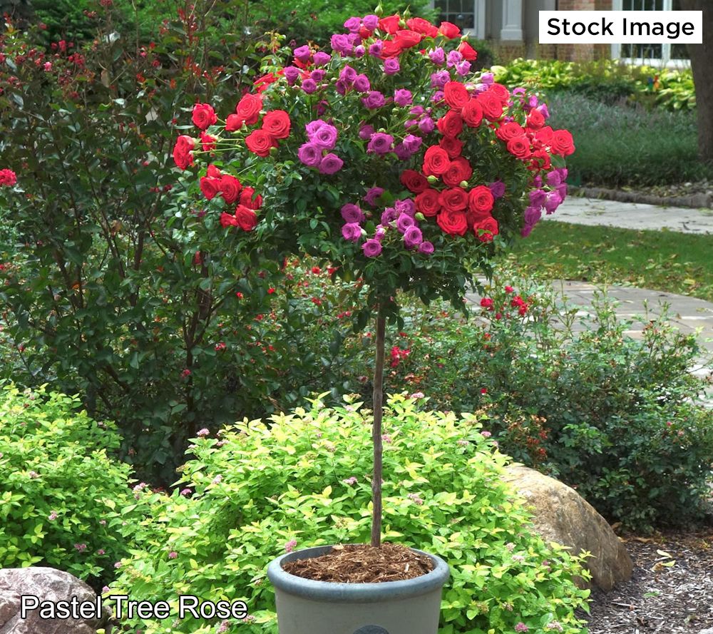 Cottage Farms 1-Piece 2-N-1 Pastel Tree Rose Bareroot Plant - QVC.com