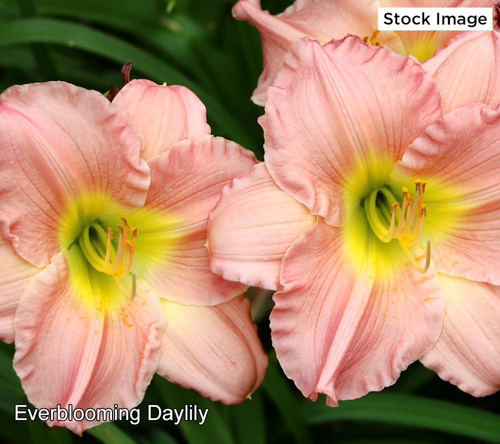 Cottage Farms 4-Piece Everblooming Daylily Collection - QVC.com
