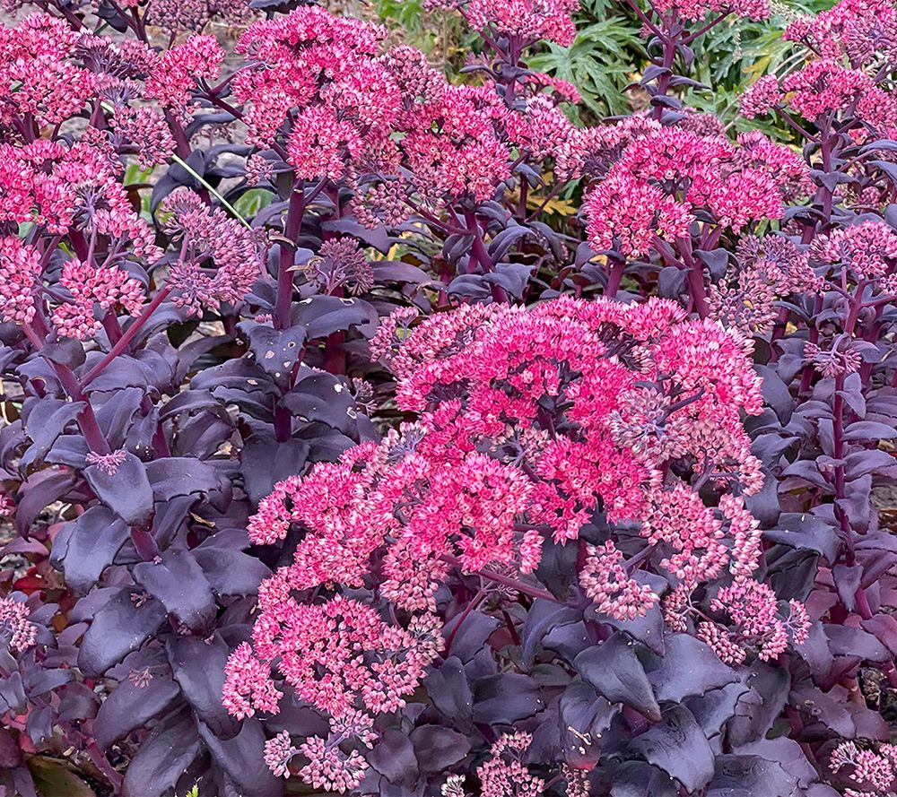 Barbara King 2-Piece Sedum Mojave Jewels Diamond Live Plants - QVC.com