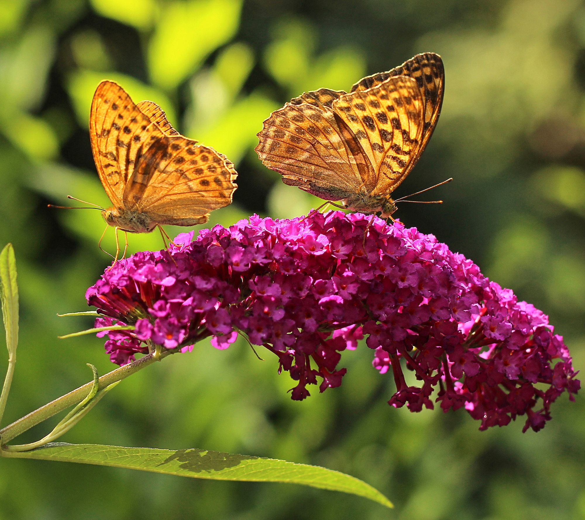 Girl Next Door 1pc Humdinger Series Magenta Munchkin Butterfly Bush ...
