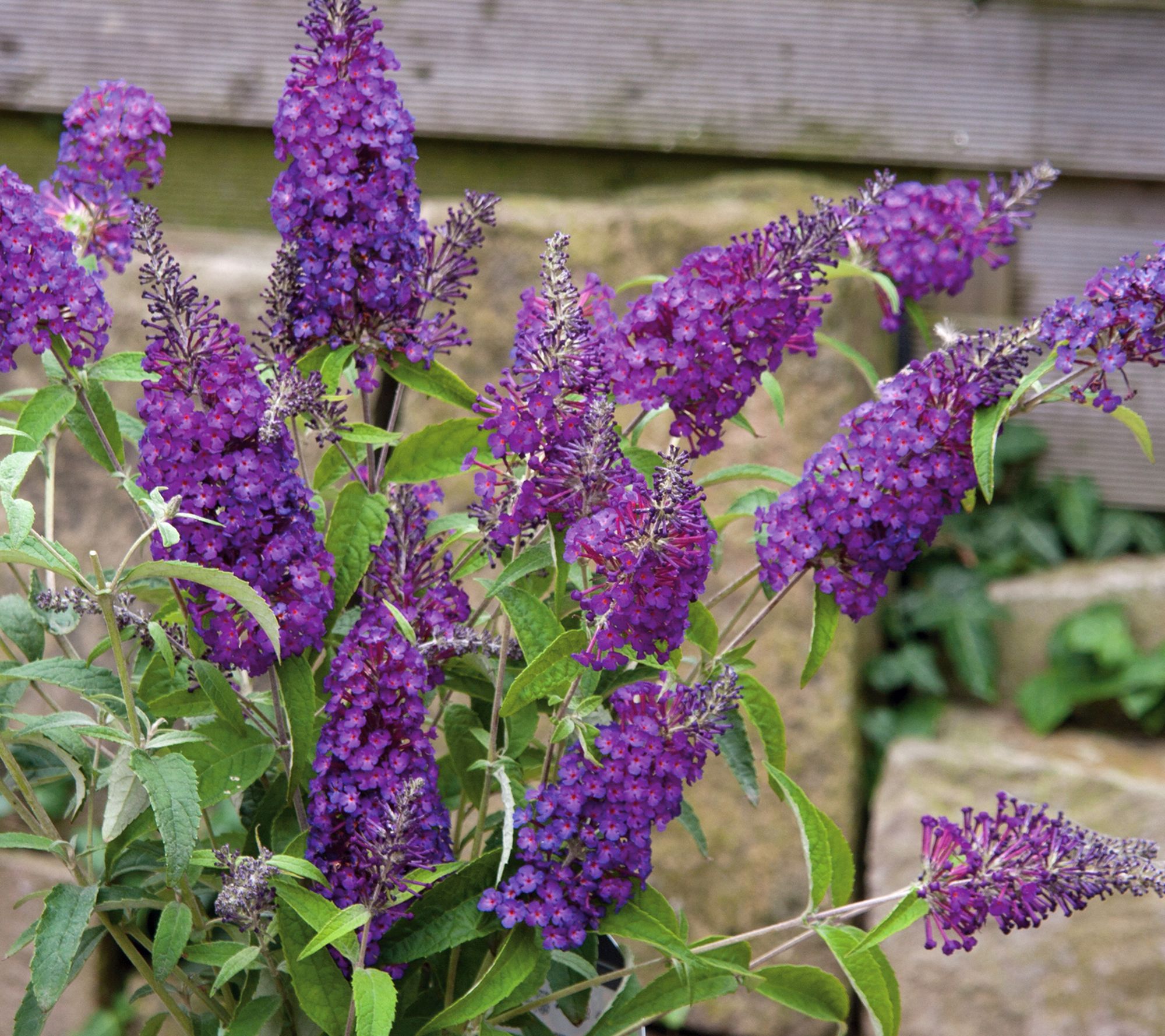 Girl Next Door 1pc Humdinger Series Magenta Munchkin Butterfly Bush ...