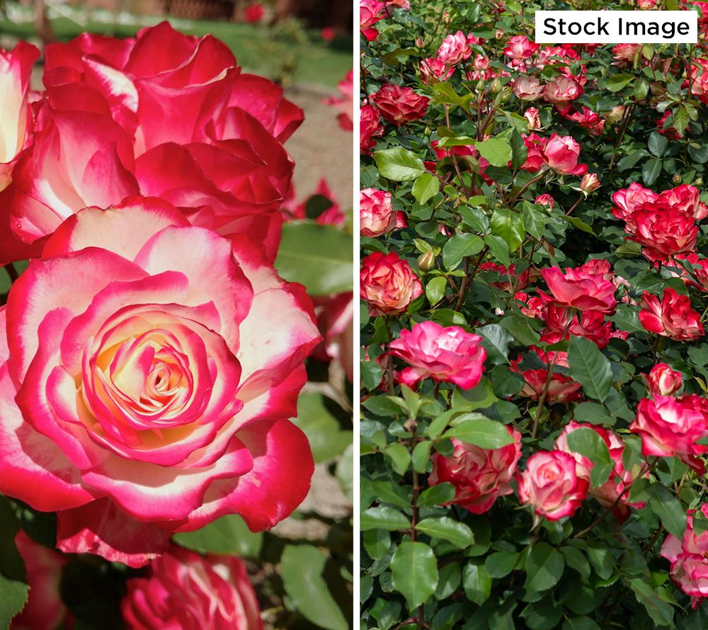 Cottage Farms 1-Piece Cherry Parfait Rose Bareroot Plant - QVC.com