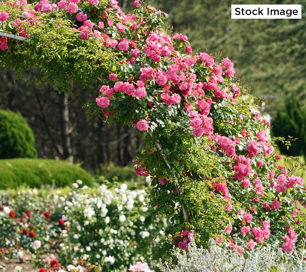 Cottage Farms 1-Piece Climbing Kiss Me Kate Rose Bareroot Plant - QVC.com