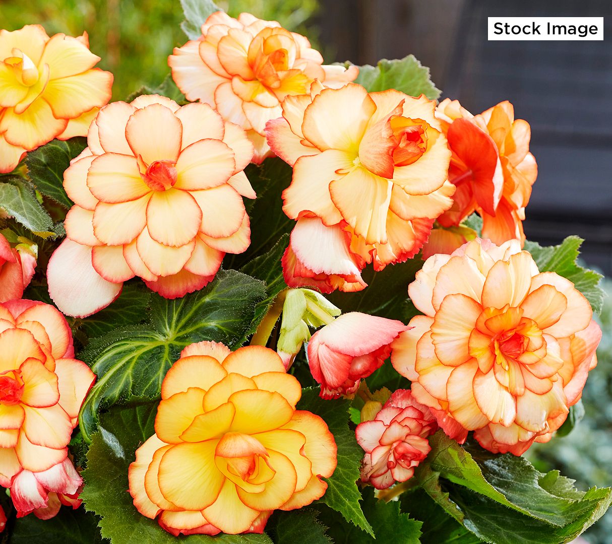 Barbara King 4-Piece Amerihybrid Picotee Begonias Plants - QVC.com