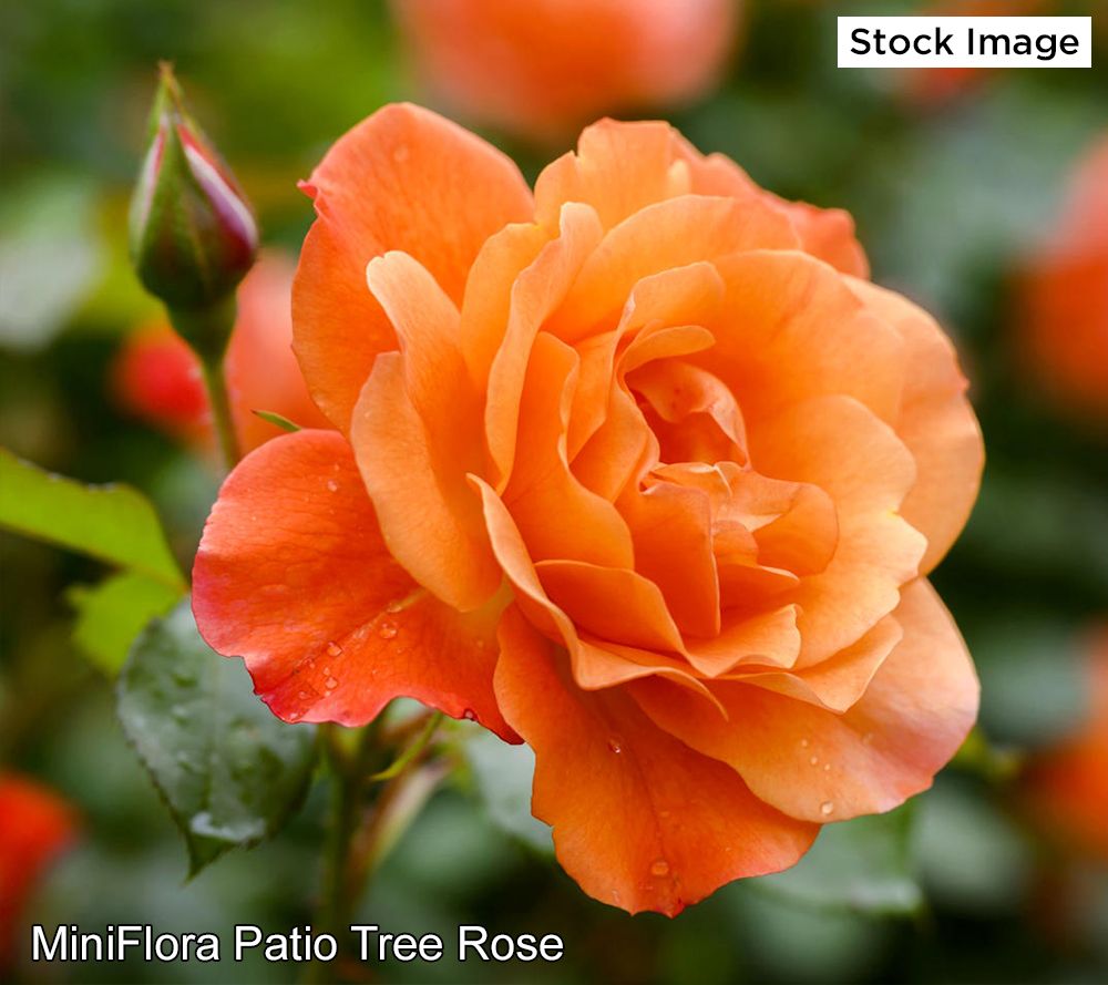 Cottage Farms 1-Piece MiniFlora Patio Tree Rose Bareroot Plant - QVC.com