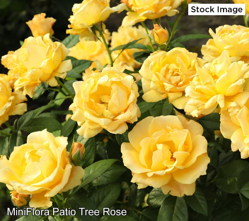 Cottage Farms 1-Piece MiniFlora Patio Tree Rose Bareroot Plant - QVC.com