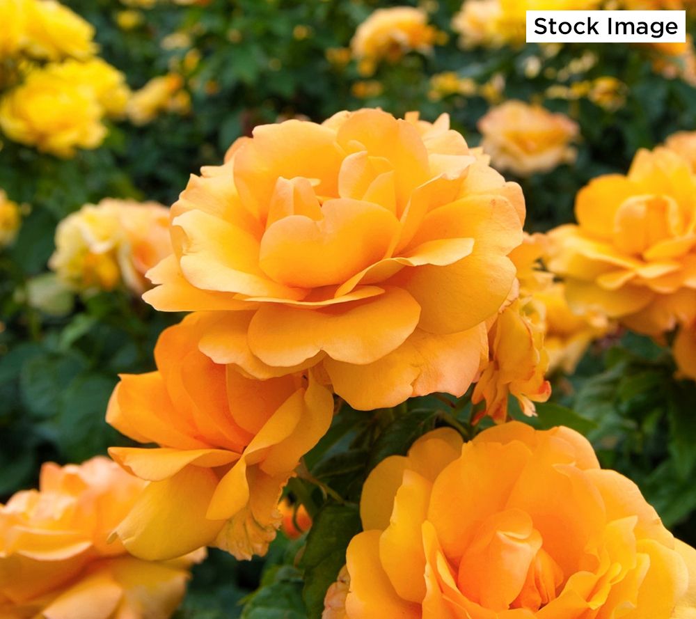 Cottage Farms 1-Piece South Africa Sunbelt Rose Bareroot Plant - QVC.com