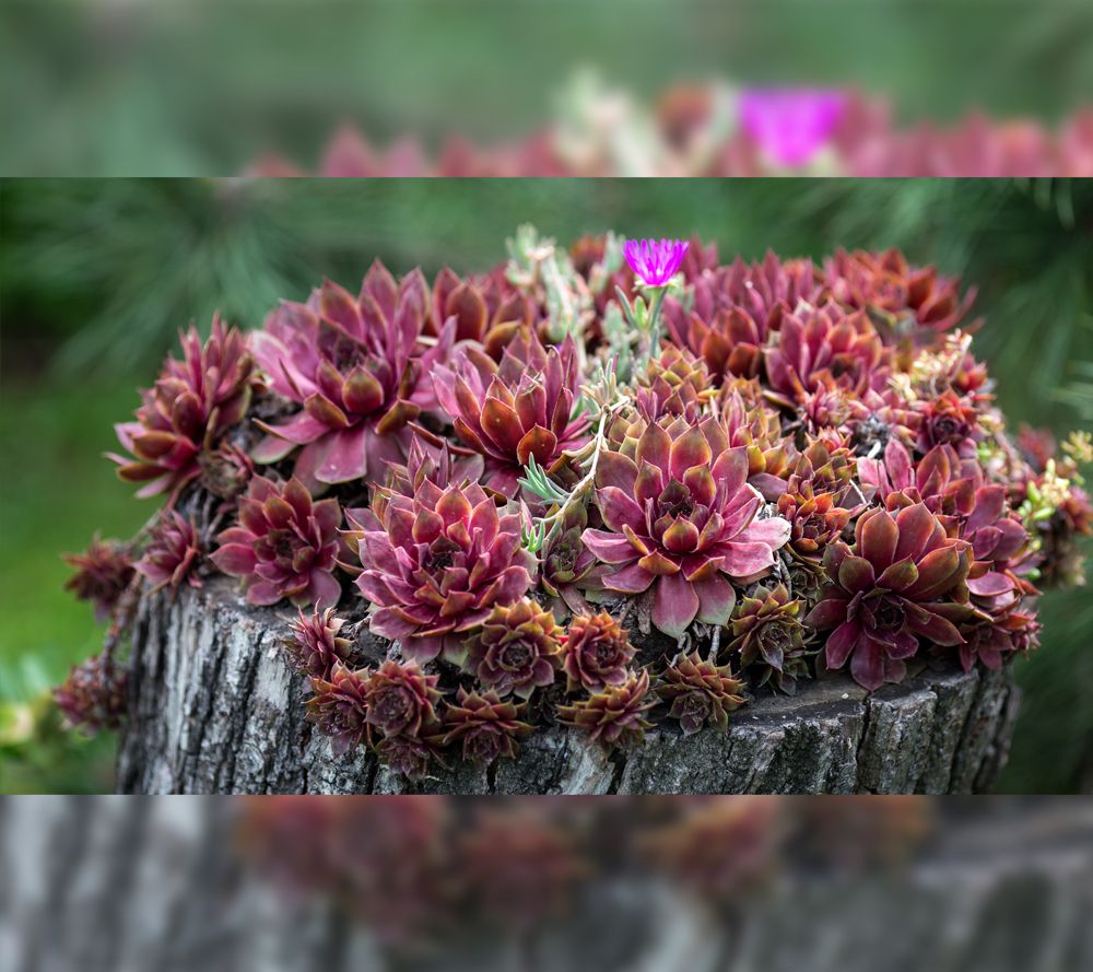 Ships 5 6 24 Robertas 7 Piece Hardy Hens And Chicks Live Plants