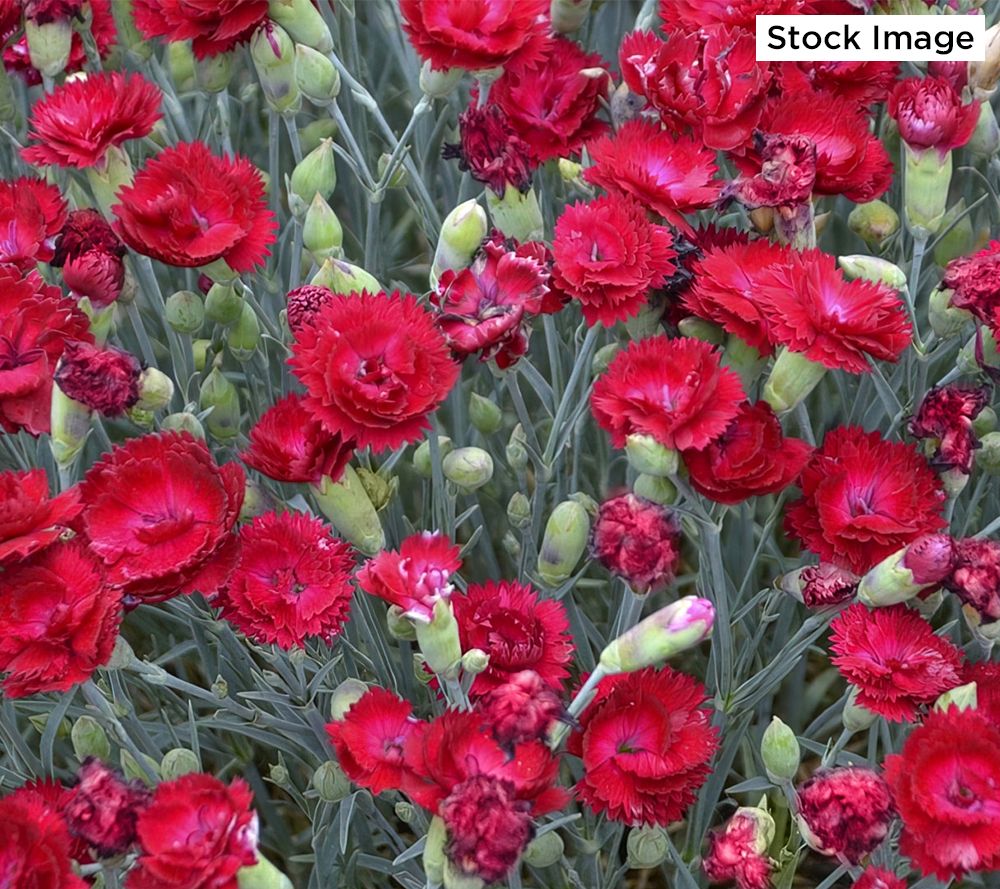 Cottage Farms 3-Piece Red Fire Dianthus Live Plants - QVC.com