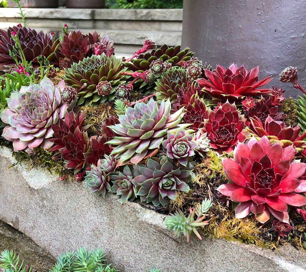 Roberta's 7-Piece Hardy Hens & Chicks Live Plants - QVC.com