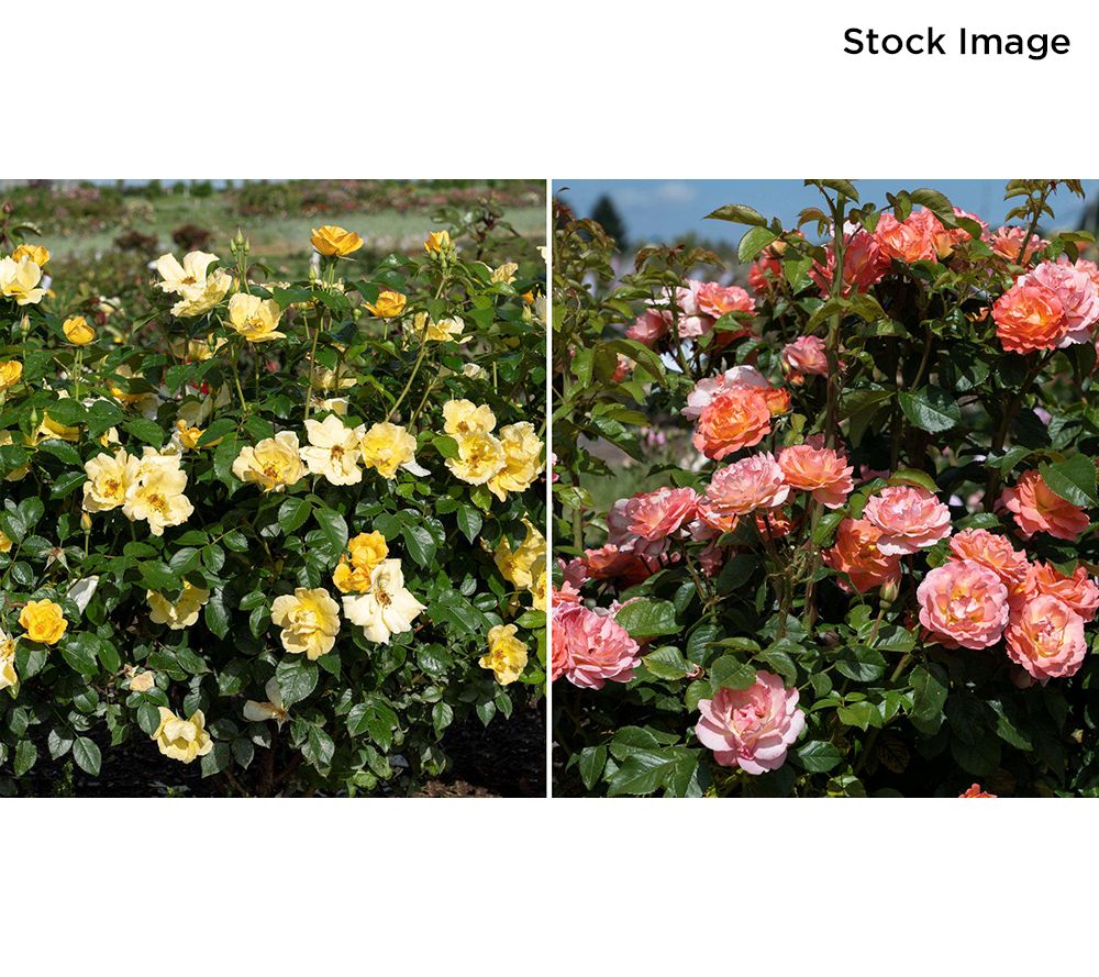 Cottage Farms 2-Piece Citrus Punch Knock Out Rose Bareroot Plants - QVC.com