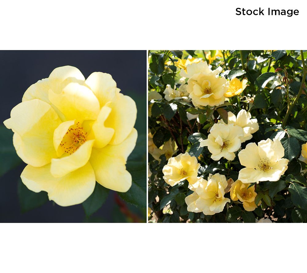 Cottage Farms 2-Piece Citrus Punch Knock Out Rose Bareroot Plants - QVC.com