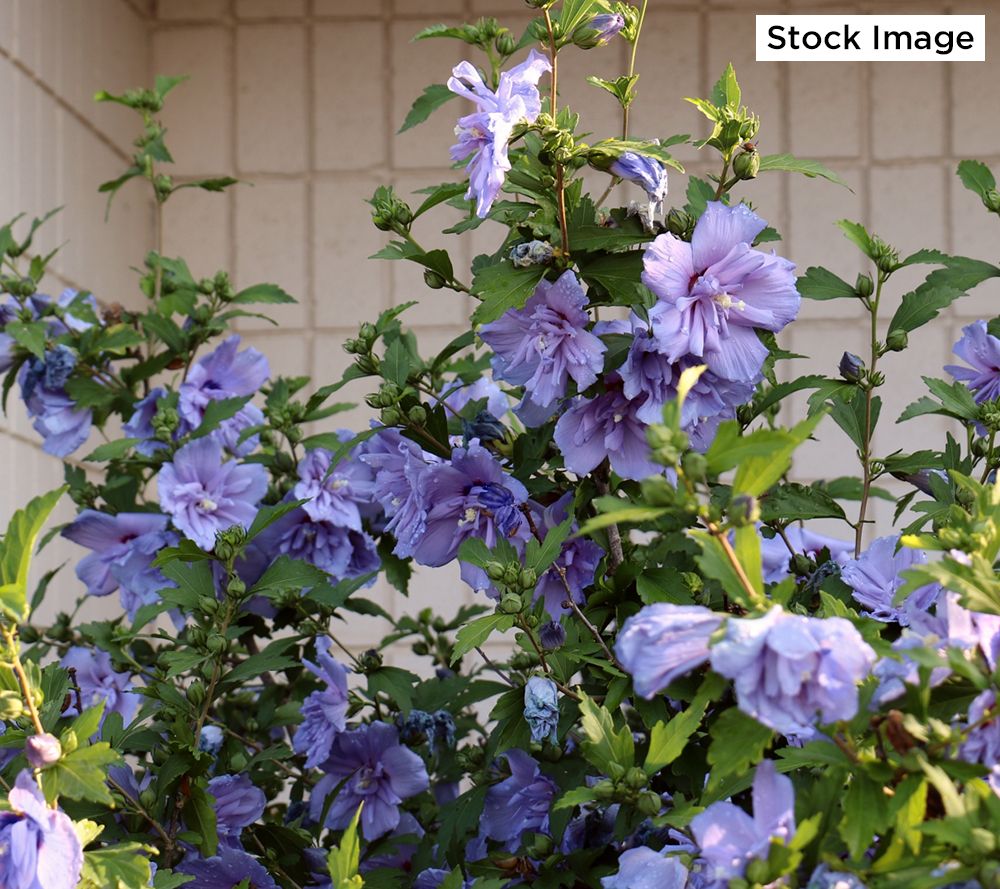Cottage Farms Blueberry Rose of Sharon Tree - QVC.com