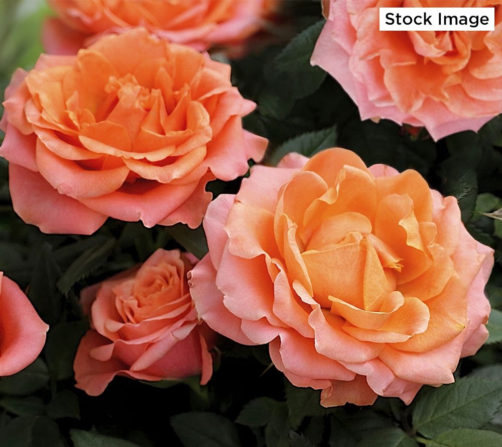 Cottage Farms 1-Piece Maria Stern Rose Bareroot Plant - QVC.com