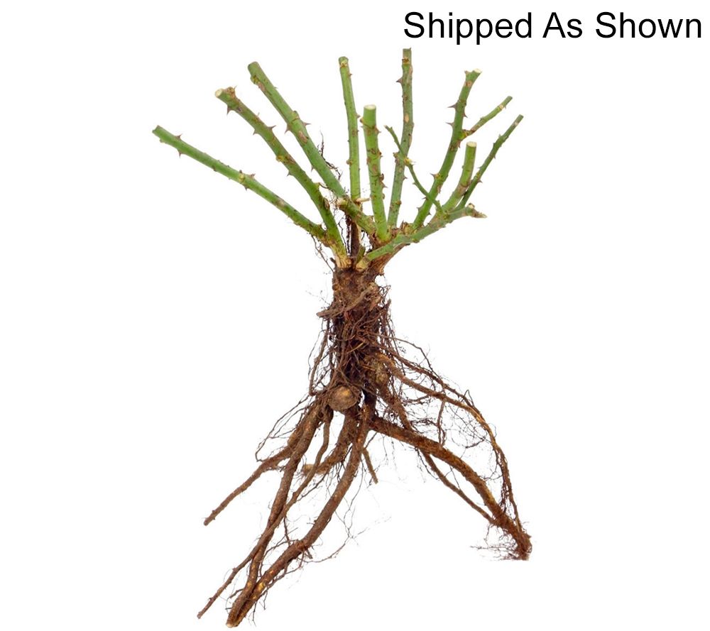 Cottage Farms 1-Piece Maria Stern Rose Bareroot Plant - QVC.com