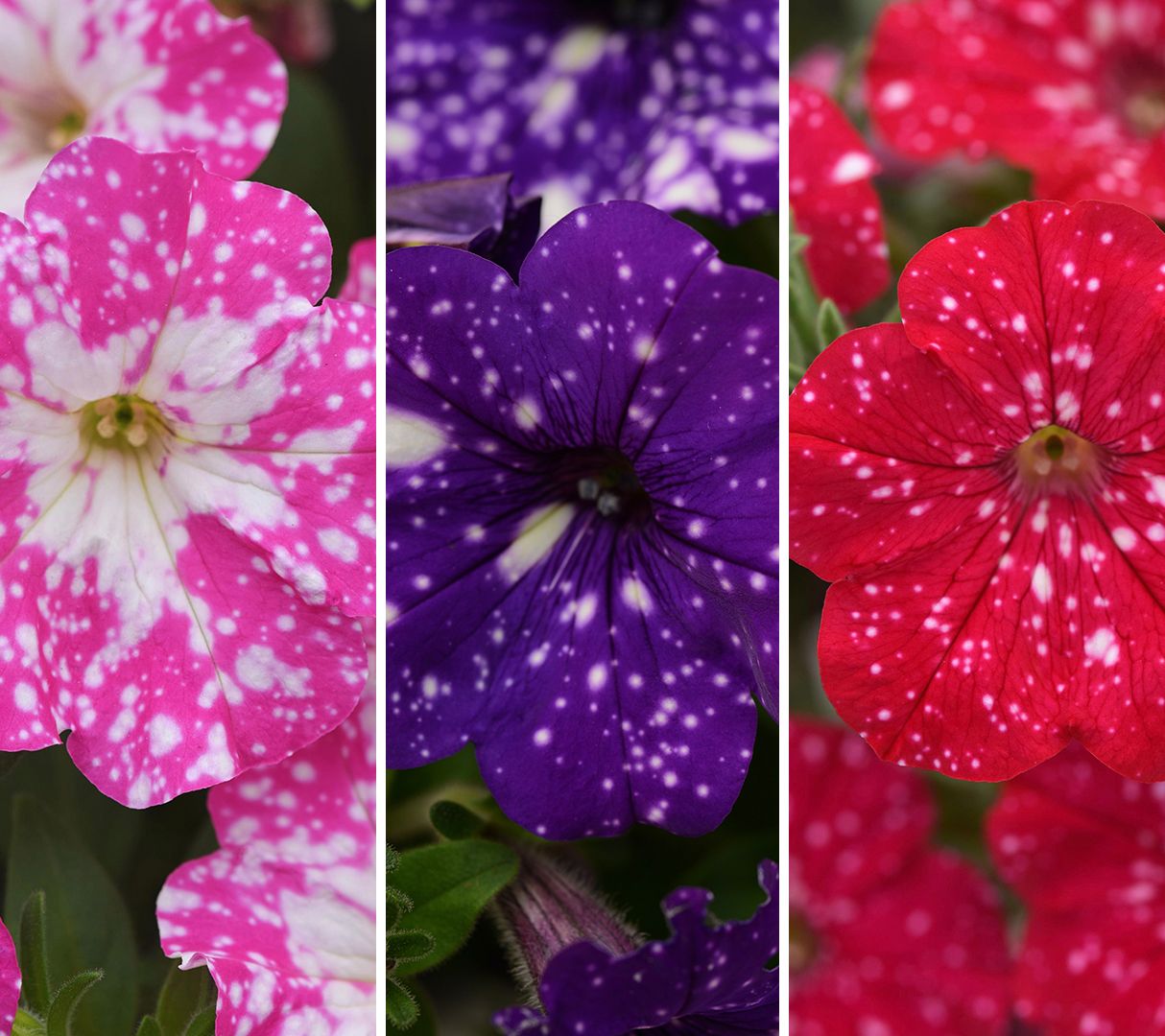 Phillip Watson Designs 3pc Headliner Sky Petunia Live Plants - QVC.com