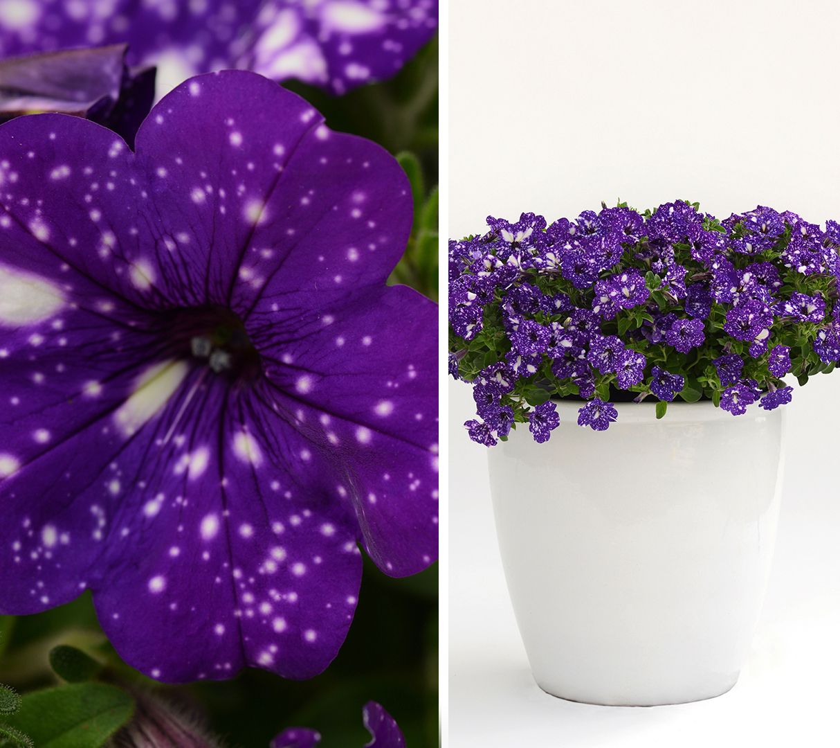 Phillip Watson Designs 3pc Headliner Sky Petunia Live Plants - QVC.com