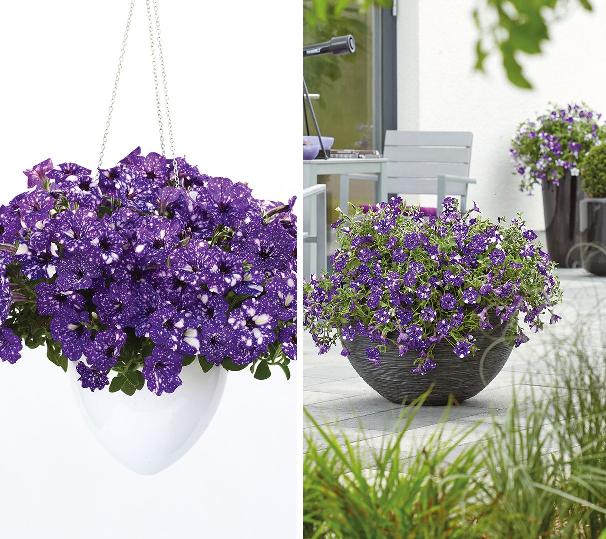 Phillip Watson Designs 3pc Headliner Sky Petunia Live Plants - QVC.com