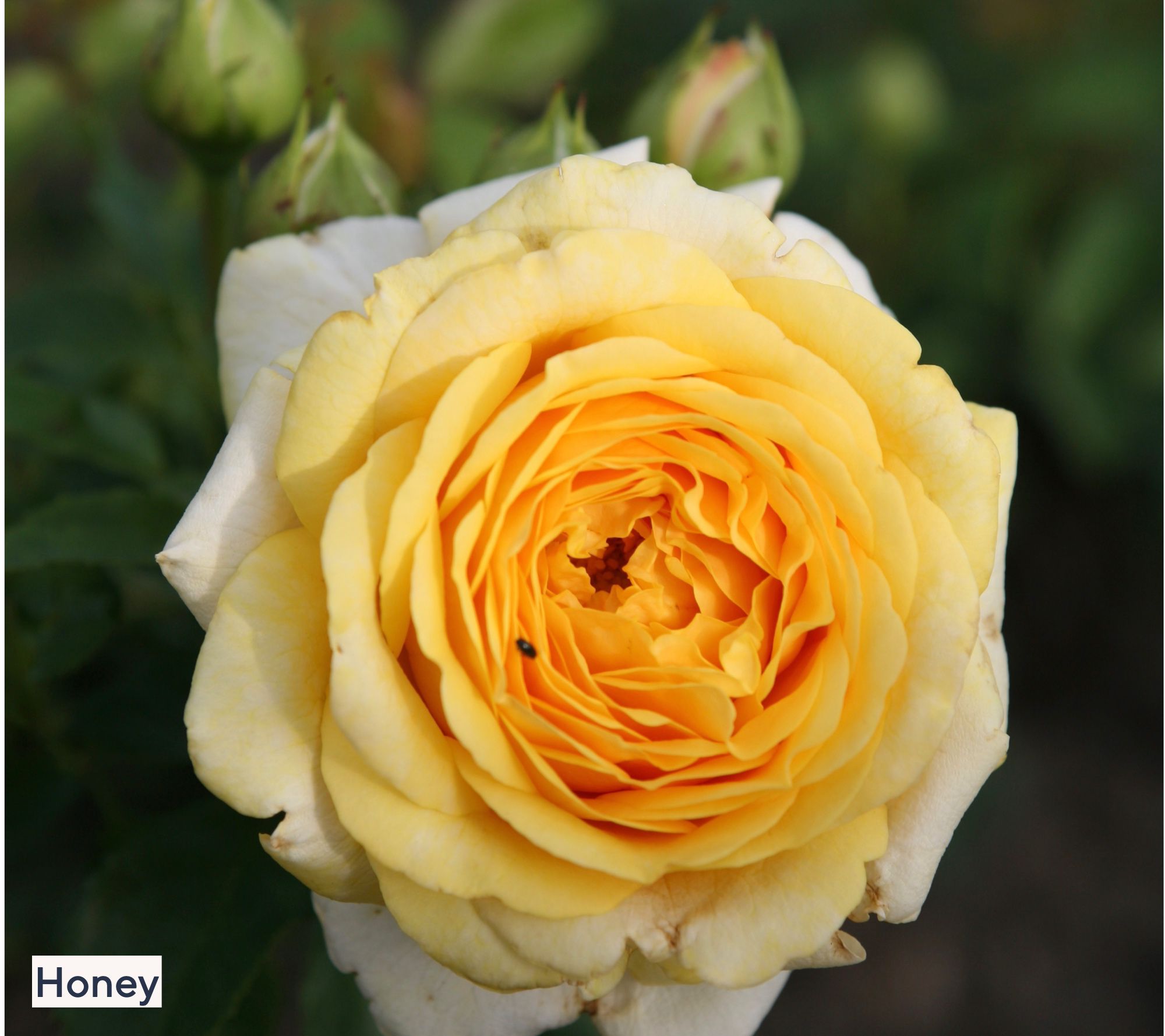 Roberta's 1-Piece Heat Tolerant Sunbelt Rose Live Plant - QVC.com