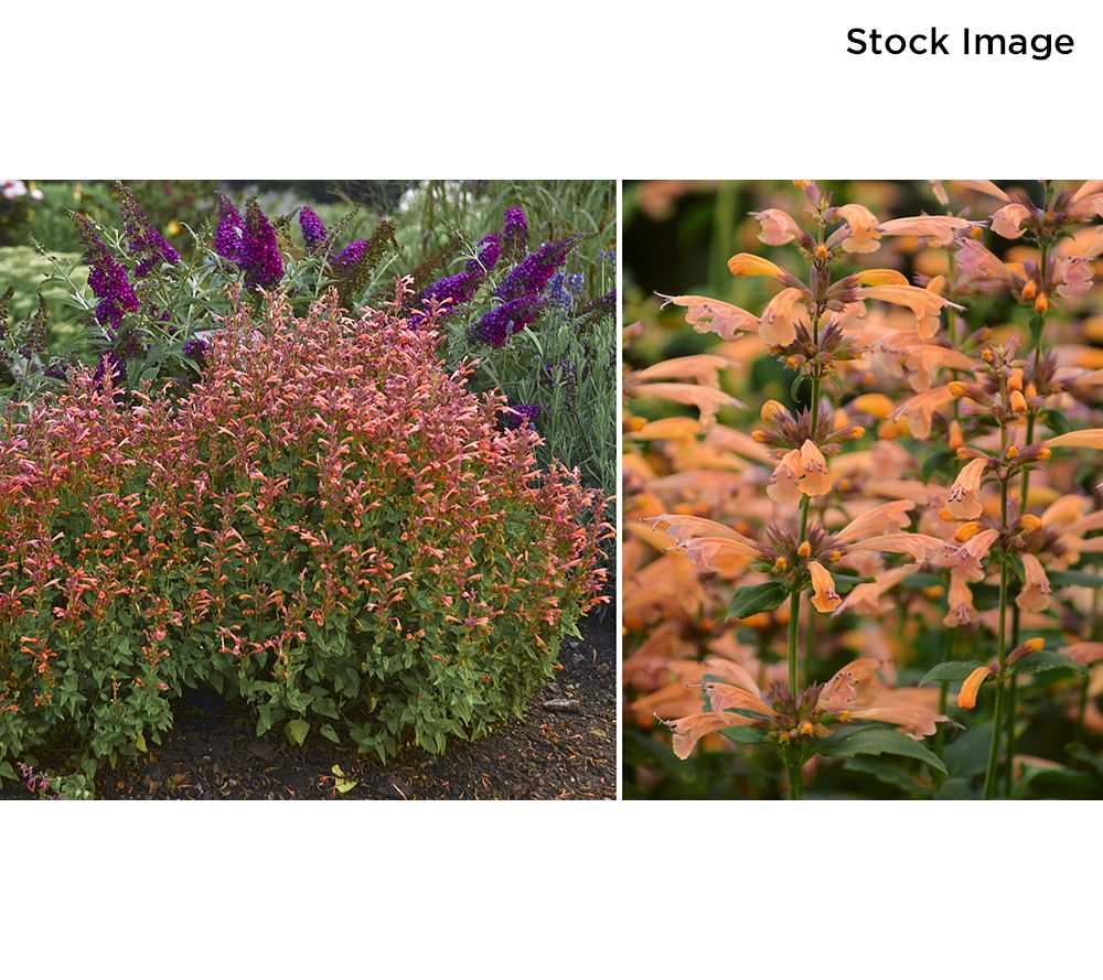 Cottage Farms 3-Piece Mango Tango Hummingbird Mint Plants - QVC.com