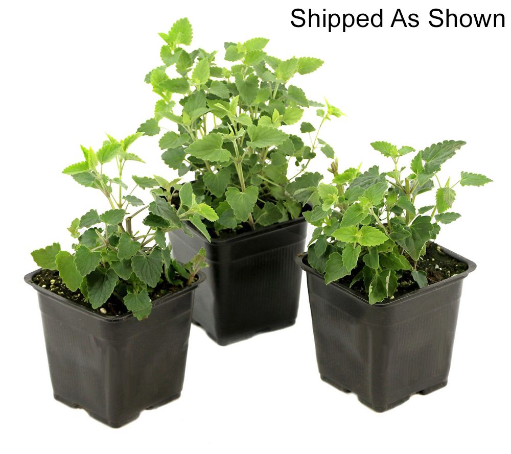 Cottage Farms 3-Piece Mango Tango Hummingbird Mint Plants - QVC.com