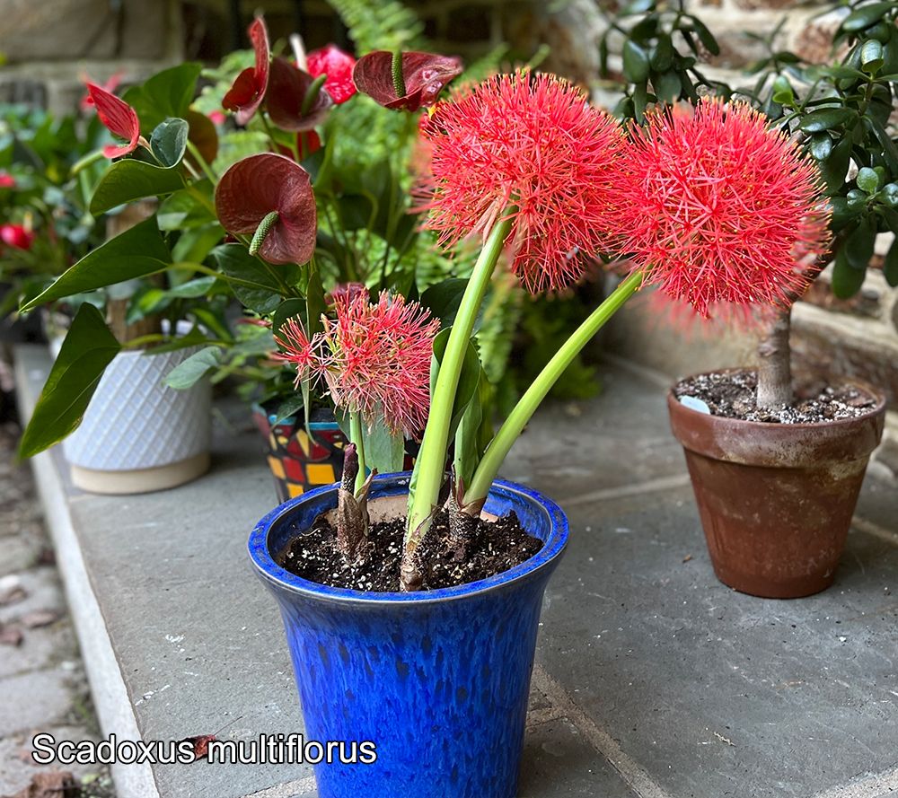 Roberta's 3-Piece Fireworks Starfire Lily Live Bulbs - QVC.com