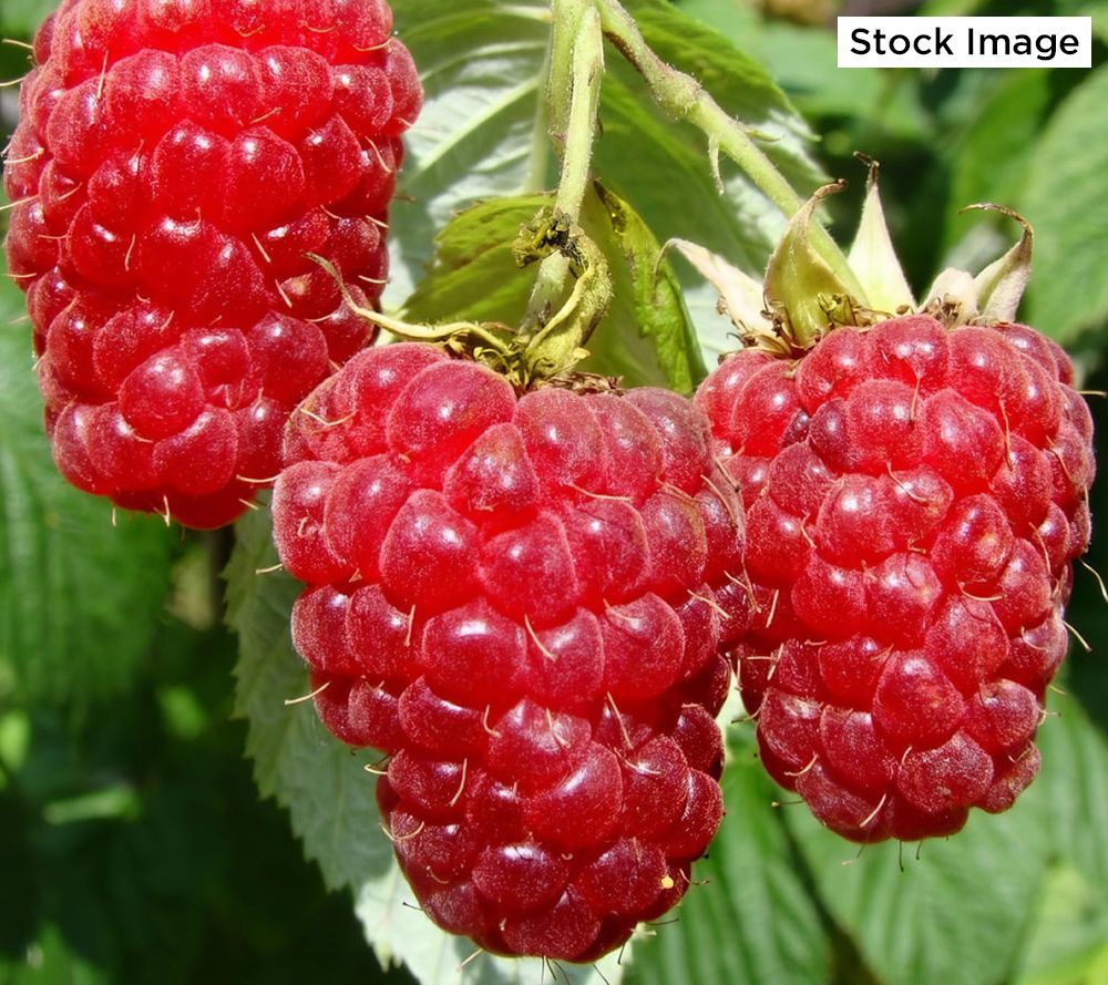 Cottage Farms 1-Piece Everbearing Red Raspberry Live Plants - QVC.com