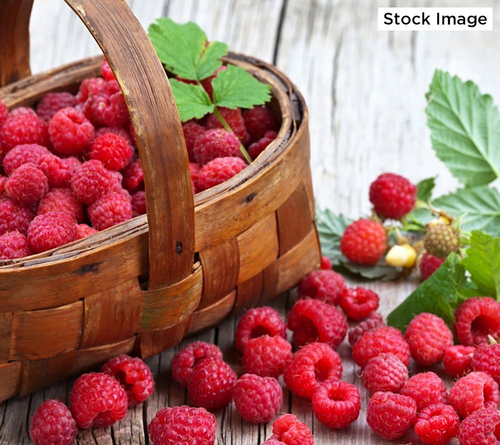 Cottage Farms 1-Piece Everbearing Red Raspberry Live Plants - QVC.com