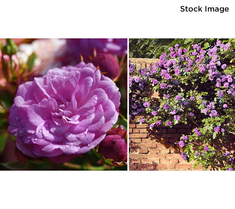 Cottage Farms 1-Piece Climbing Angel Face Rose Live Plant - QVC.com