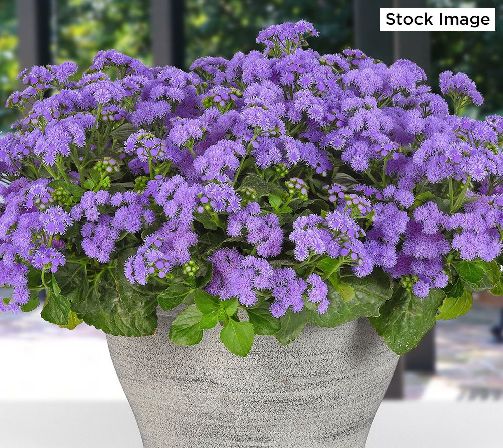 Cottage Farms 3-Piece Monarch Magic Floss Flower Live Plants - QVC.com