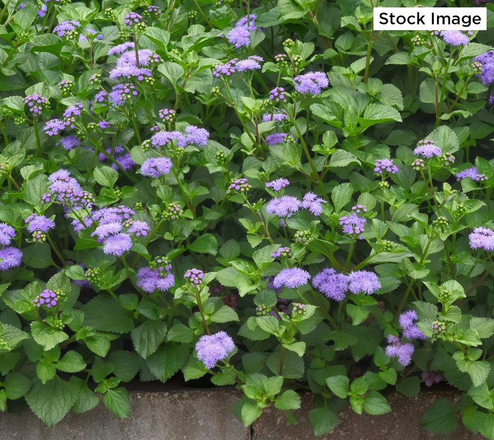 Cottage Farms 3-Piece Monarch Magic Floss Flower Live Plants - QVC.com