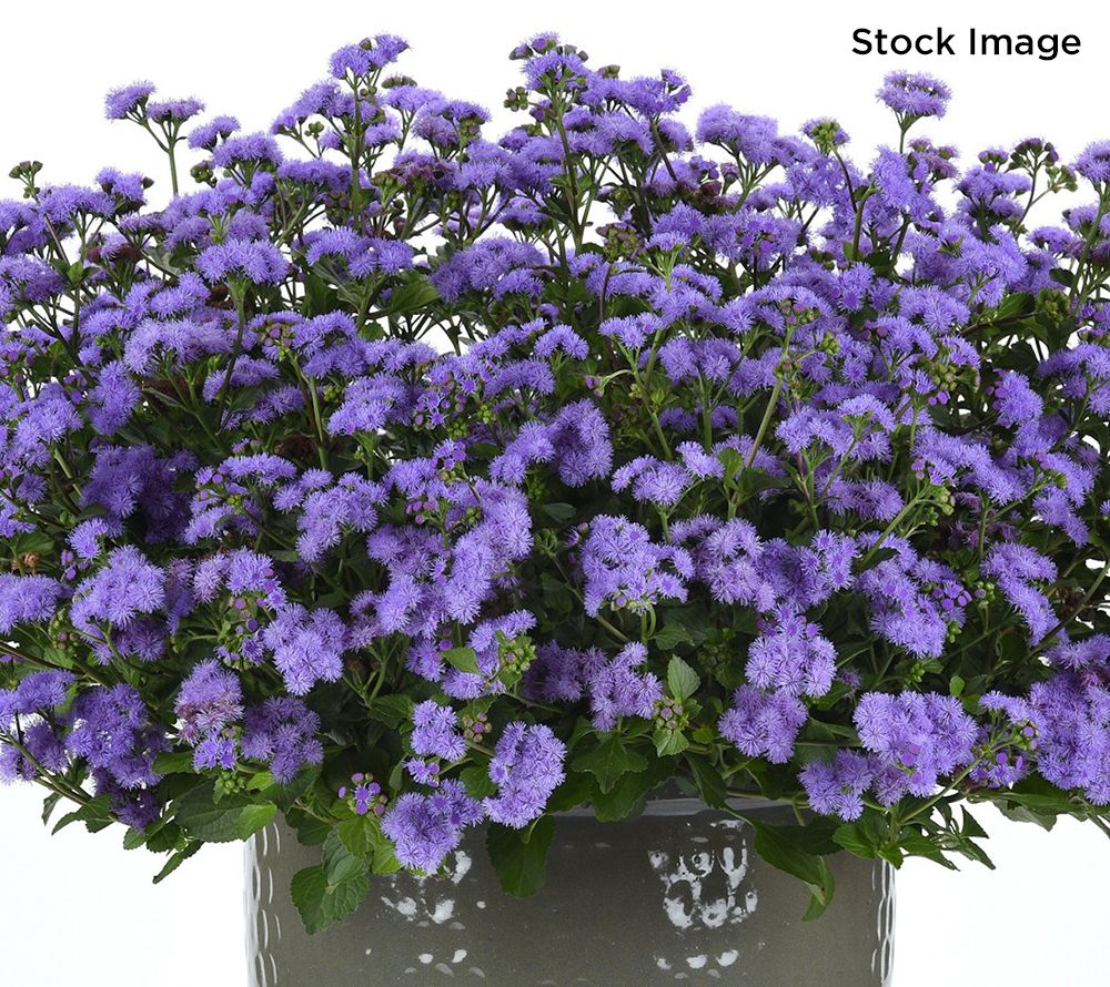 Cottage Farms 3-Piece Monarch Magic Floss Flower Live Plants - QVC.com