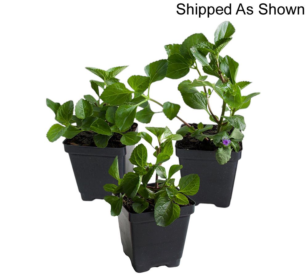 Cottage Farms 3-Piece Monarch Magic Floss Flower Live Plants - QVC.com