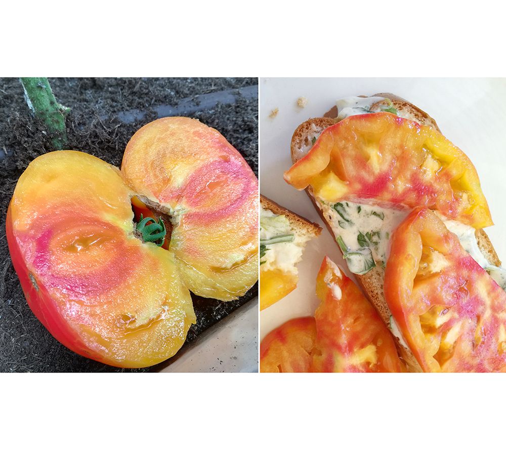 Phillip Watson Designs 3-piece Heirloom Tomato Plants - QVC.com