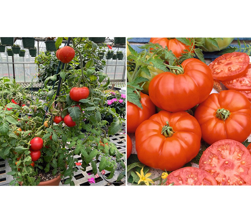 Phillip Watson Designs 3-piece Heirloom Tomato Plants - QVC.com