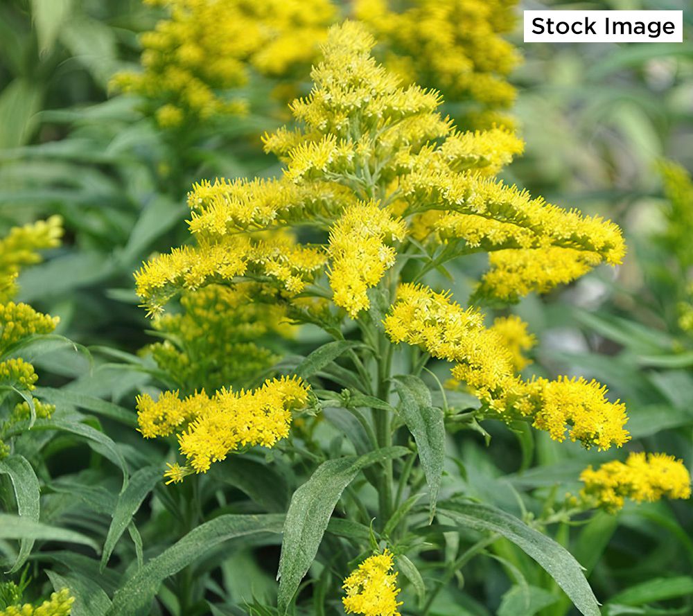 Cottage Farms 3-Piece Spark Plug Goldenrod Live Plants - QVC.com