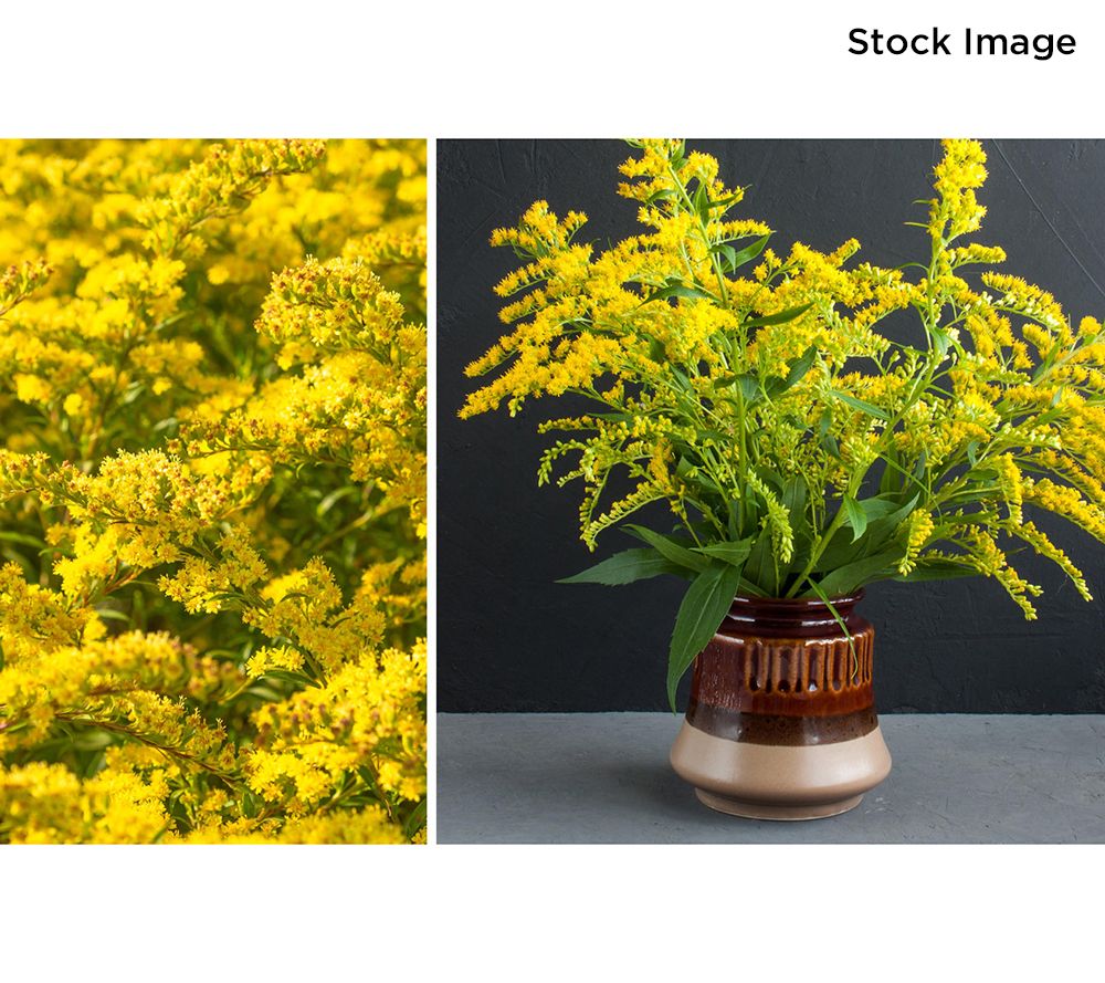 Cottage Farms 3-Piece Spark Plug Goldenrod Live Plants - QVC.com